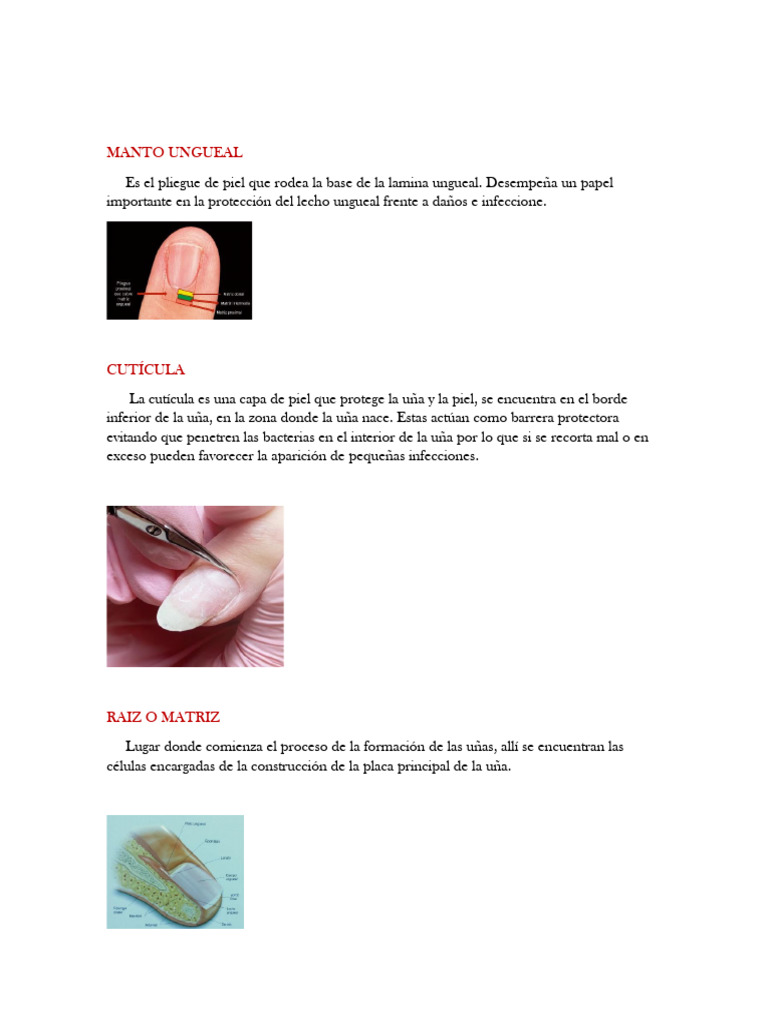 Anatomía de la Uña y sus Componentes | PDF