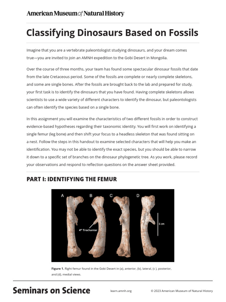 Activity Instructions Classifying Dinosaurs Based On Fossils | PDF ...
