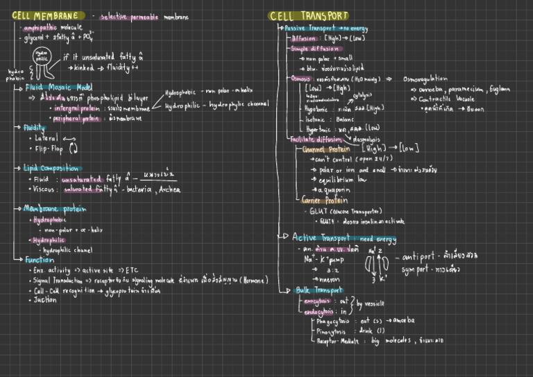 Cell Membrane Structure and Transport | PDF | Cell Membrane | Biomolecules