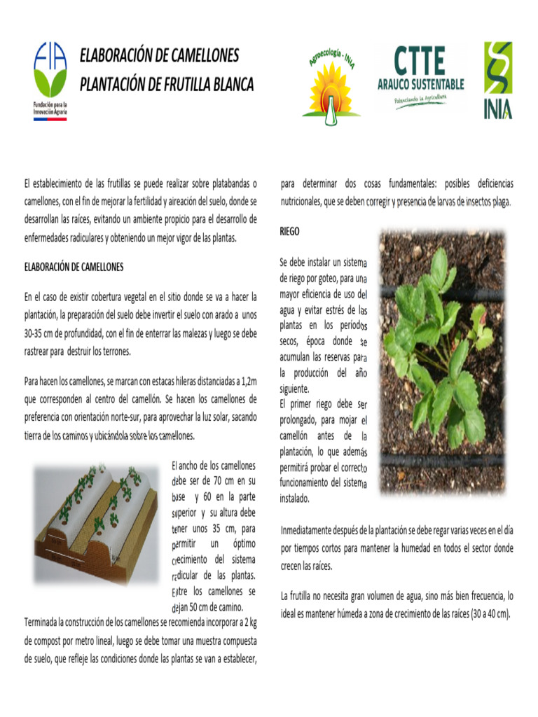 11 Camellones y Plantación | PDF | Riego | fresa