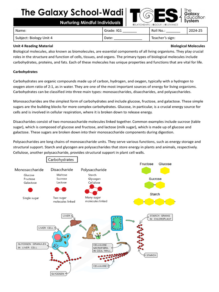Biological Molecules IGCSE Reading Material | PDF | Carbohydrates ...