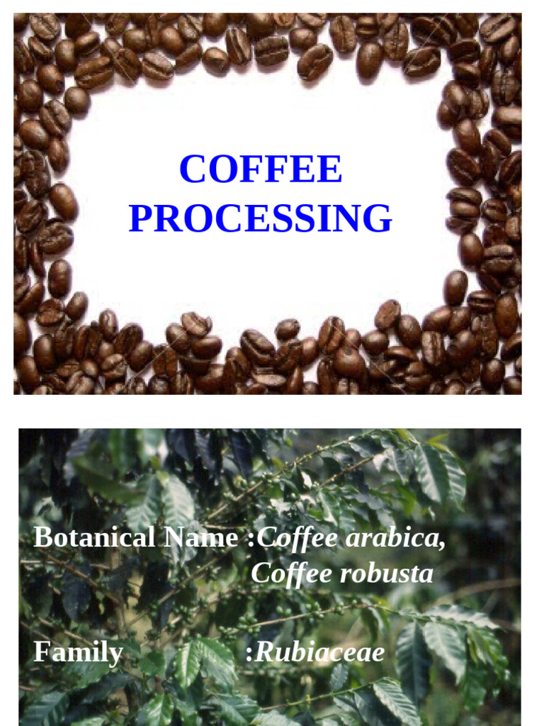 Production of Coffee | PDF | Coffee | Drink