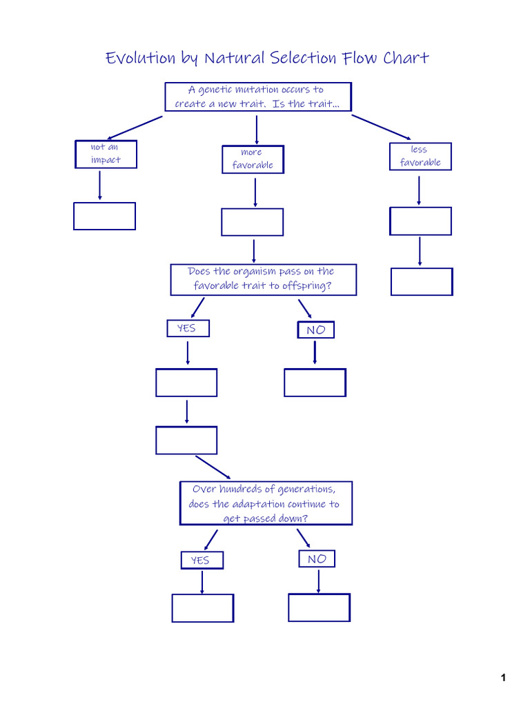 Margaryta Novakovets - Evolution by Natural Selection Flow Chartpdf | PDF