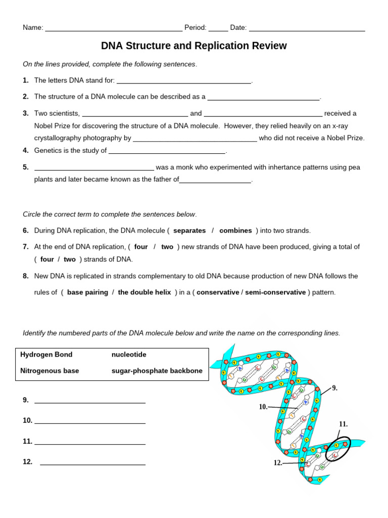 DNA Structure and Replication Review WS | PDF | Dna | Dna Replication