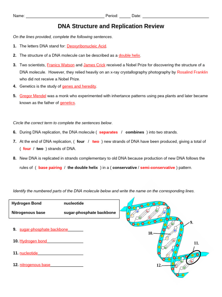 DNA Structure and Replication Review WS - Key | PDF | Dna | Dna Replication
