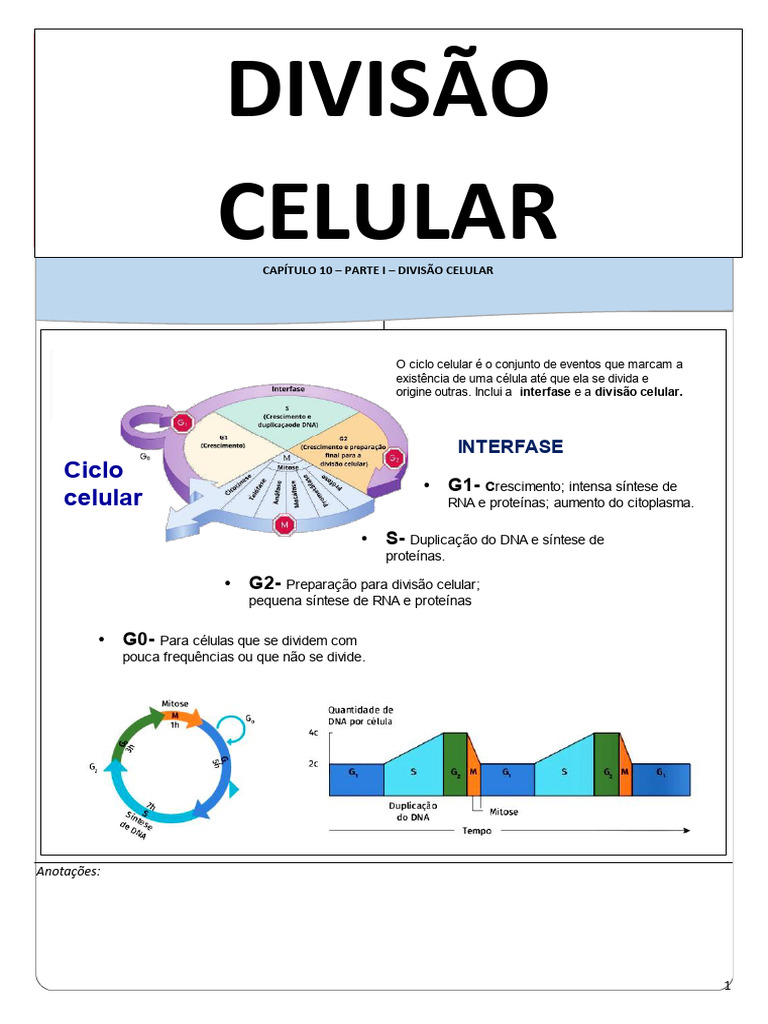 20 08 9º Ano Divisão Celular | PDF | Meiose | Mitose