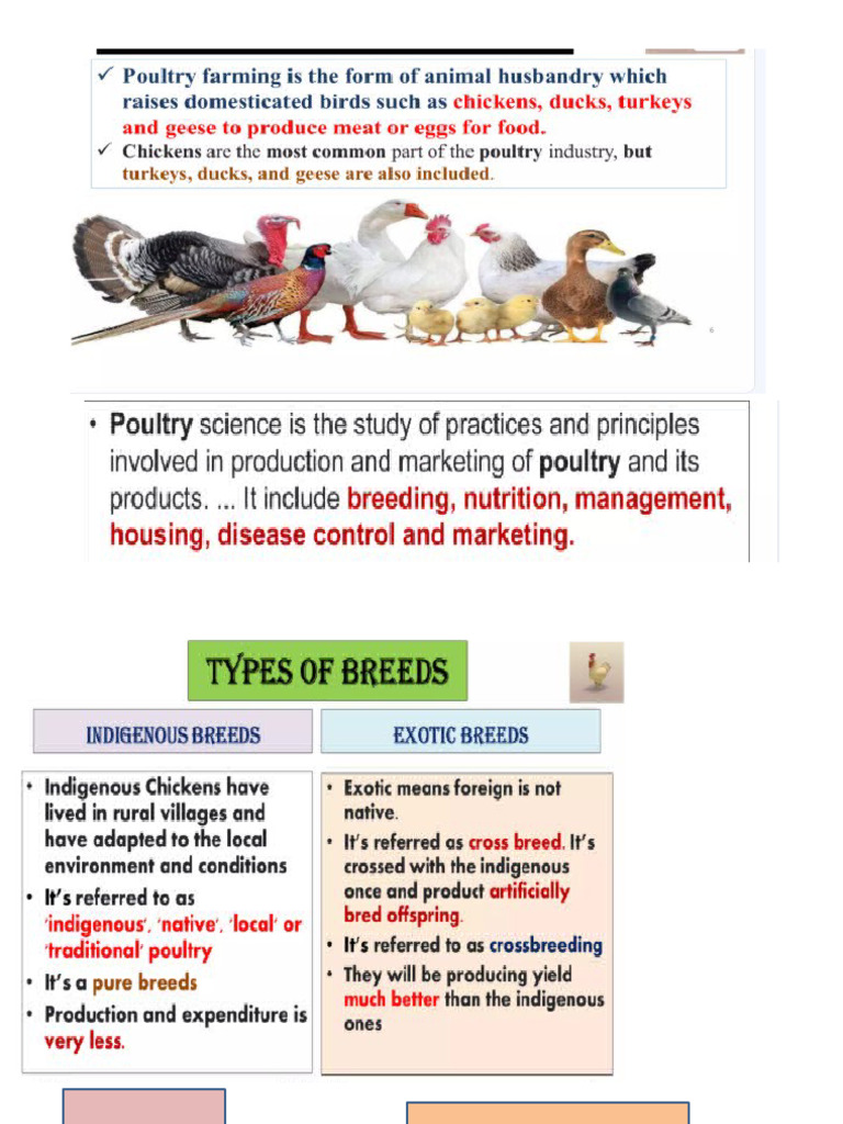Chicken Breeds & Farming Methods | PDF | Poultry Farming | Poultry