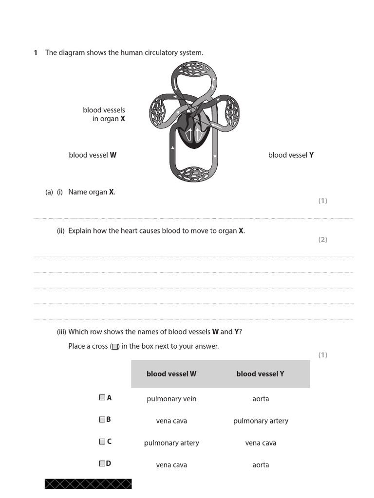 Circulatory System 1 QP | PDF | Atrium (Heart) | Vein