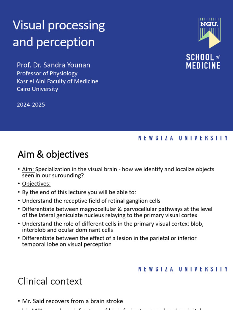 NB (048) Visual Processing and Perception 2024-2025 | PDF | Visual System | Visual Cortex