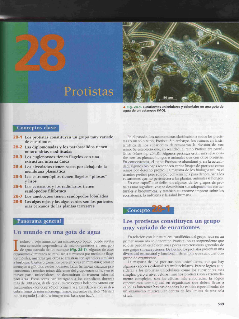 Biologia - Campbell-Reece - Cap28 A 31 | PDF