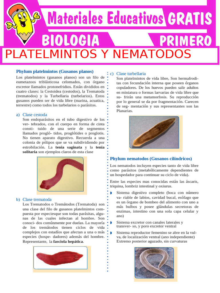 Platelmintos y Nematodos Para Primero de Secundara_ (1) (1) | PDF ...