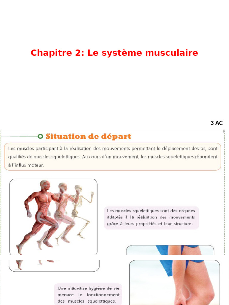 le système musculaire | PDF | Muscle | Muscle squelettique