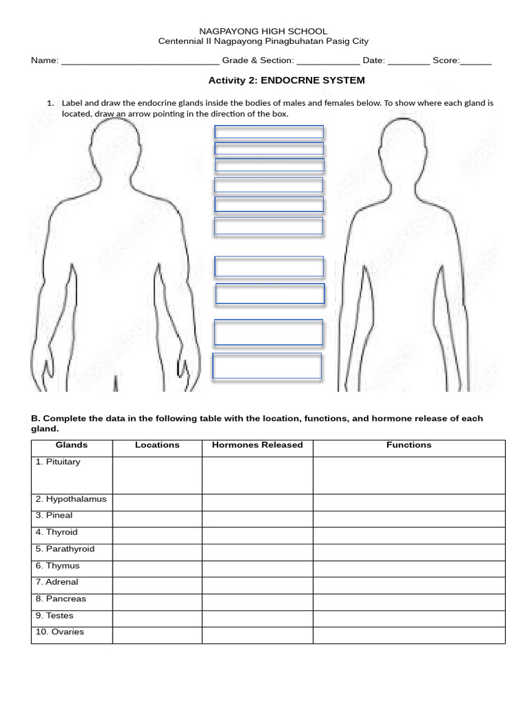 Q3 Activity 2 Endocrine System | PDF