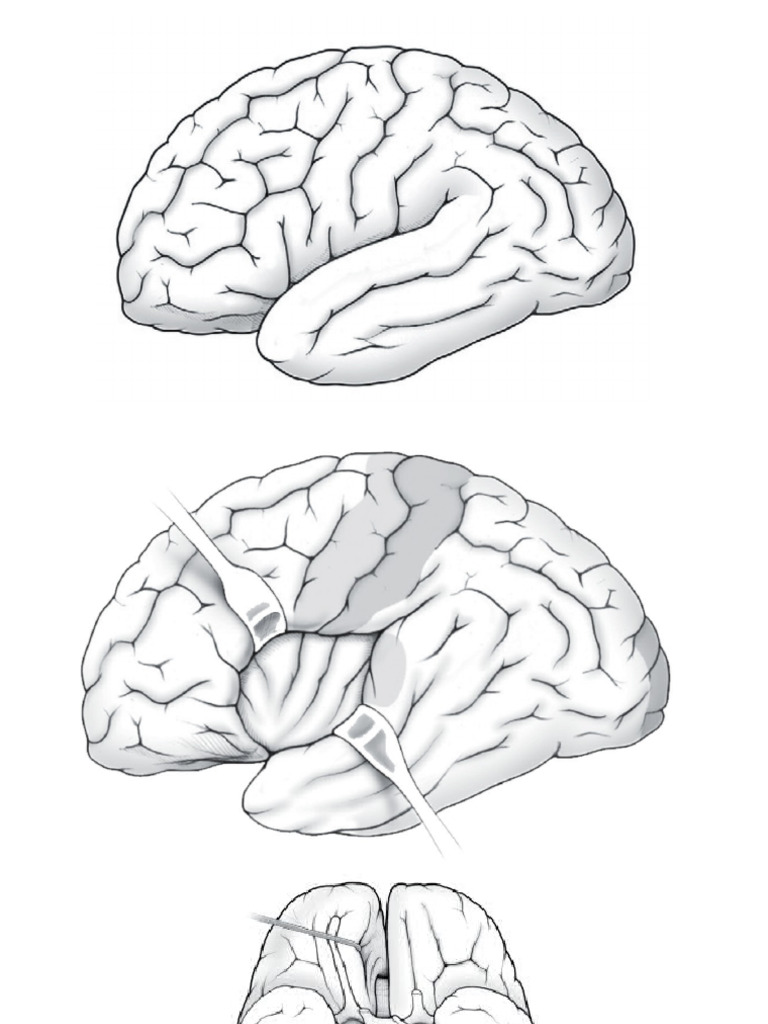 Parcial Morfo 3 | PDF