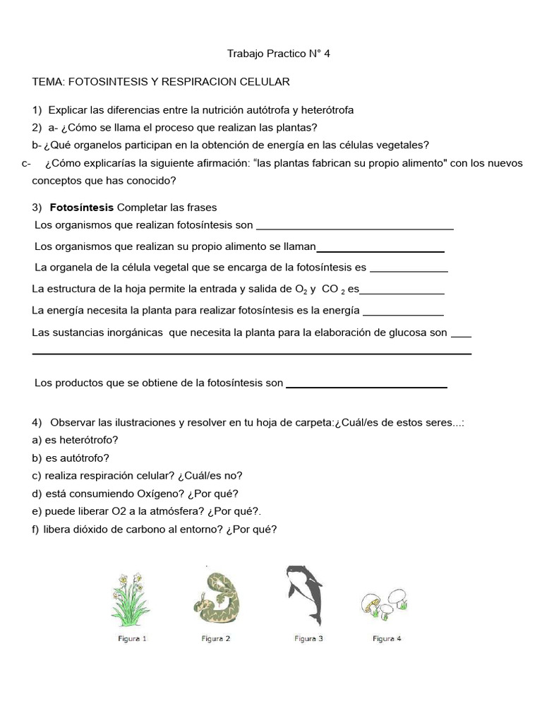 Trabajo Practico N - 4 Fotosintesis y Respiracion Celular | PDF ...