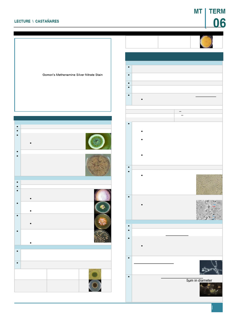 Direct Microscopic Exam of Fungi | PDF | Staining | Fungus