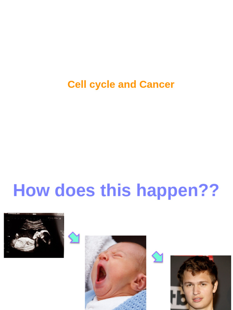 Cell Cycle Dynamics and Cancer Insights | PDF | Mitosis | Chromosome