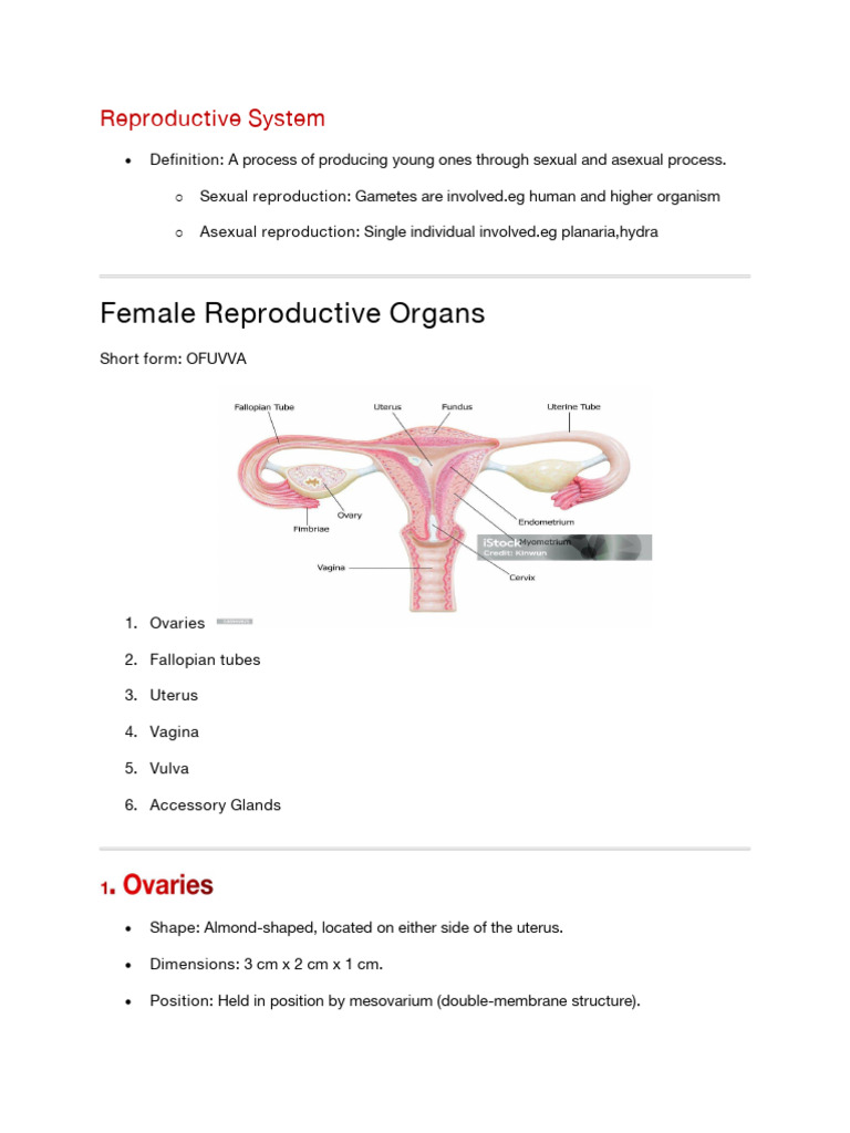Male and Female Reproductive System | PDF | Testicle | Ovary