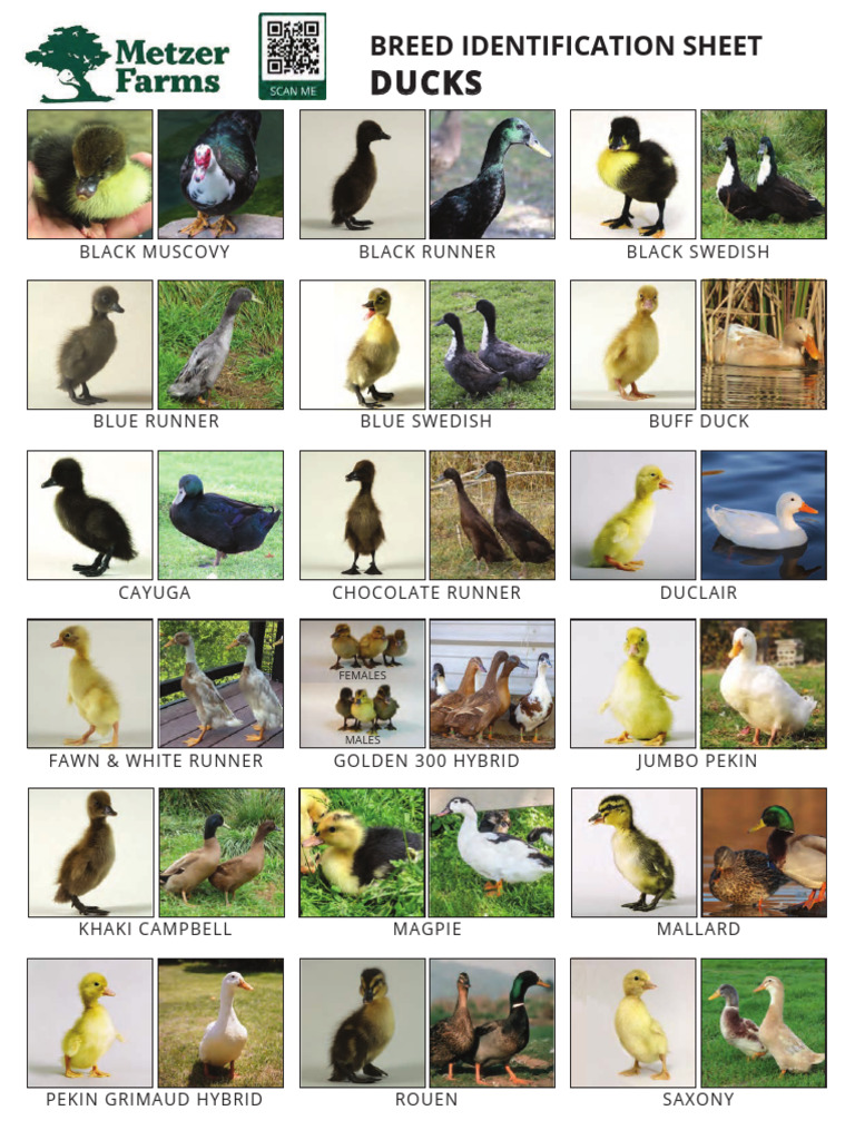 Duckling Breed Identification Chart | PDF