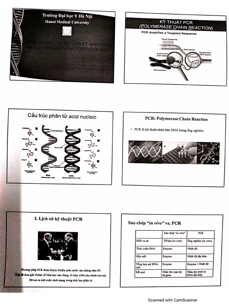 PCR | PDF