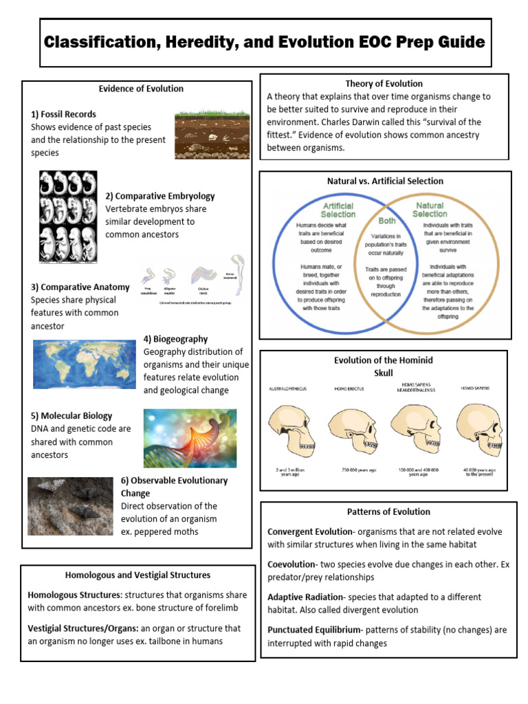 Classfication Heredity Evolution FL | PDF | Dominance (Genetics ...