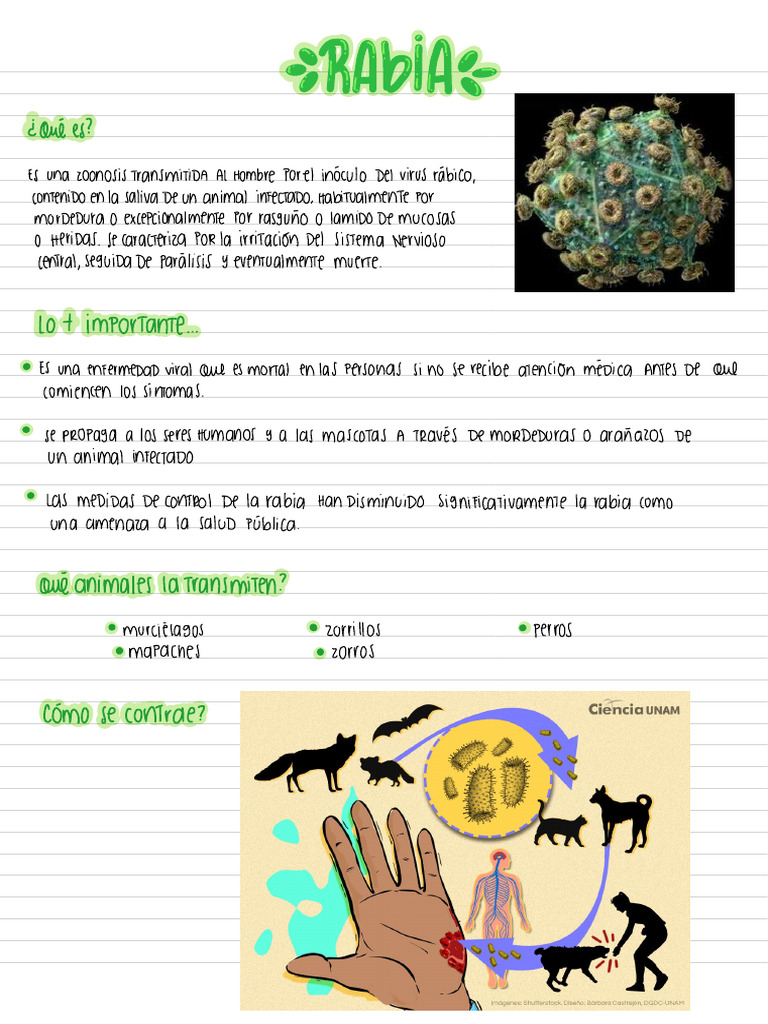 Lo Más Importante Sobre La Rabia | PDF