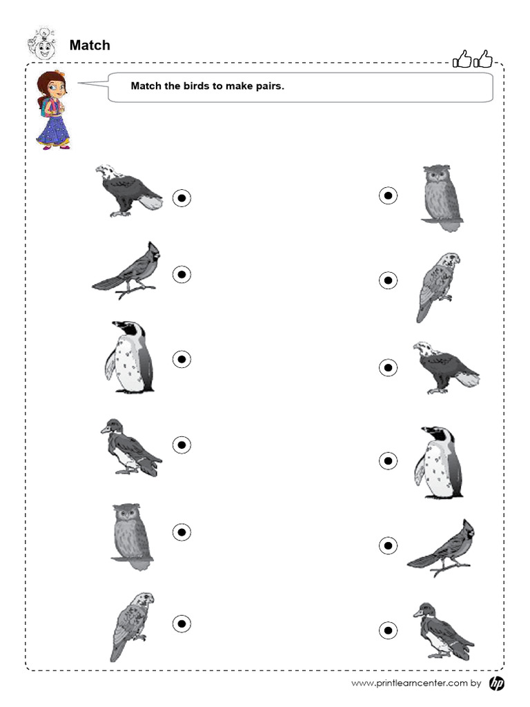 Bird Matching and Coloring Activity | PDF