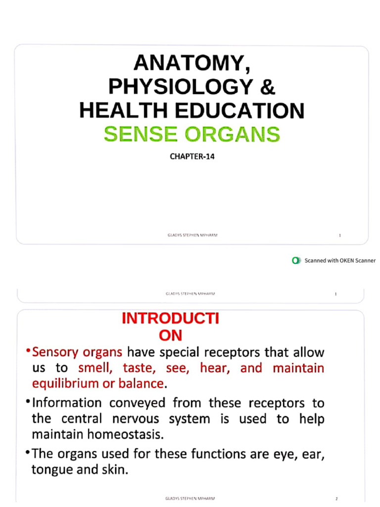 Sense Organs | PDF
