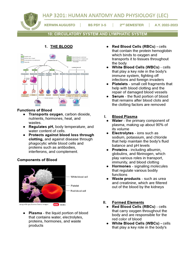 (8-9) Circulatory & Lymphatic System | PDF | Heart | Heart Valve
