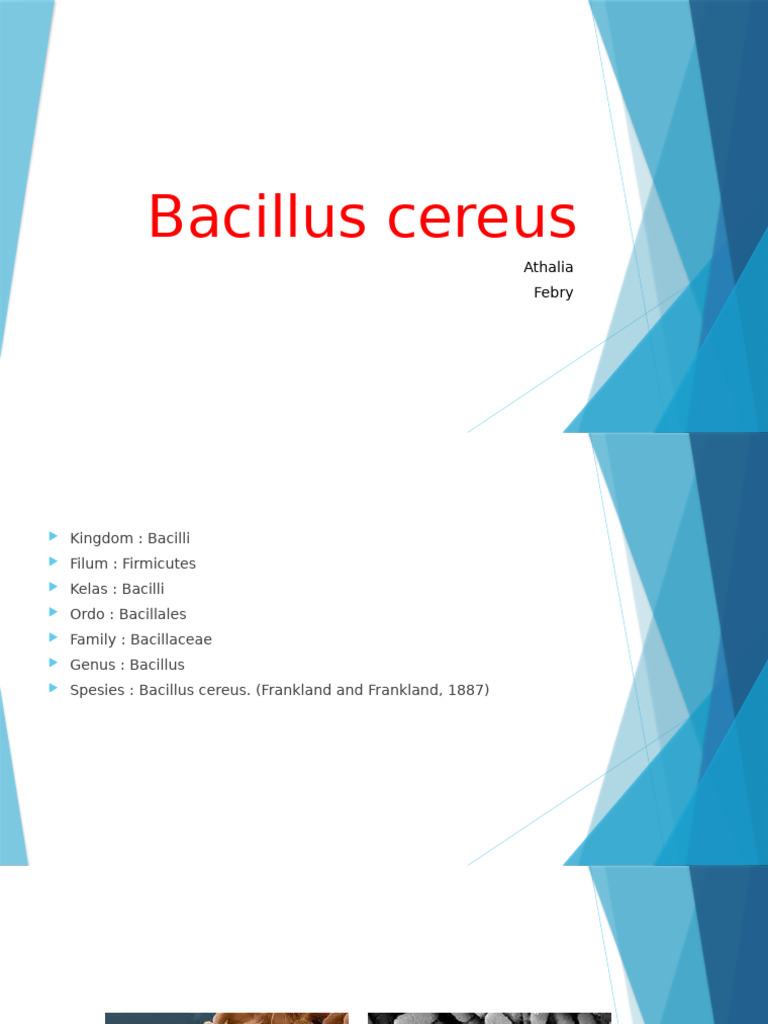 Bacillus Cereus | PDF