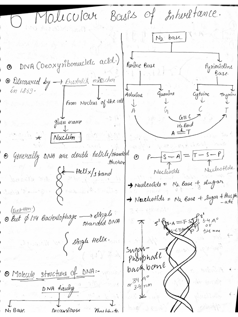 Molecular Basis of Inheritance | PDF