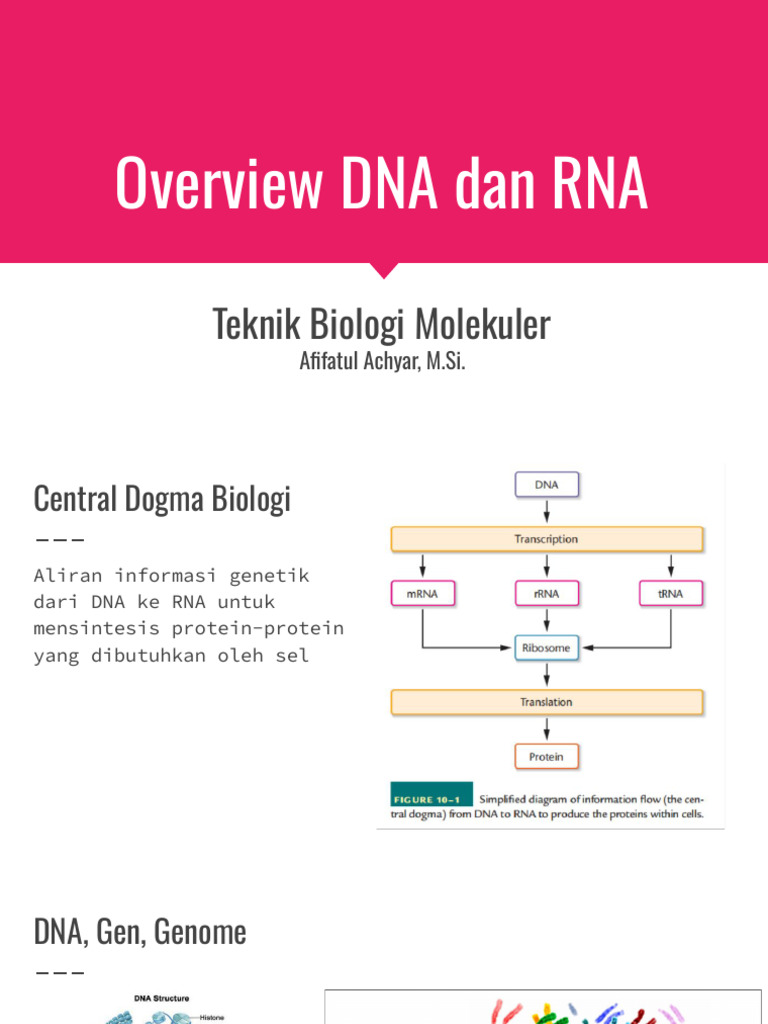 Panduan Lengkap DNA dan RNA | PDF