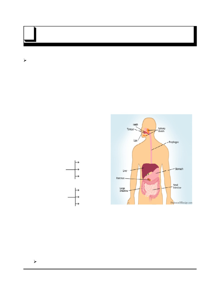 Biological Science Book | PDF | Small Intestine | Tooth