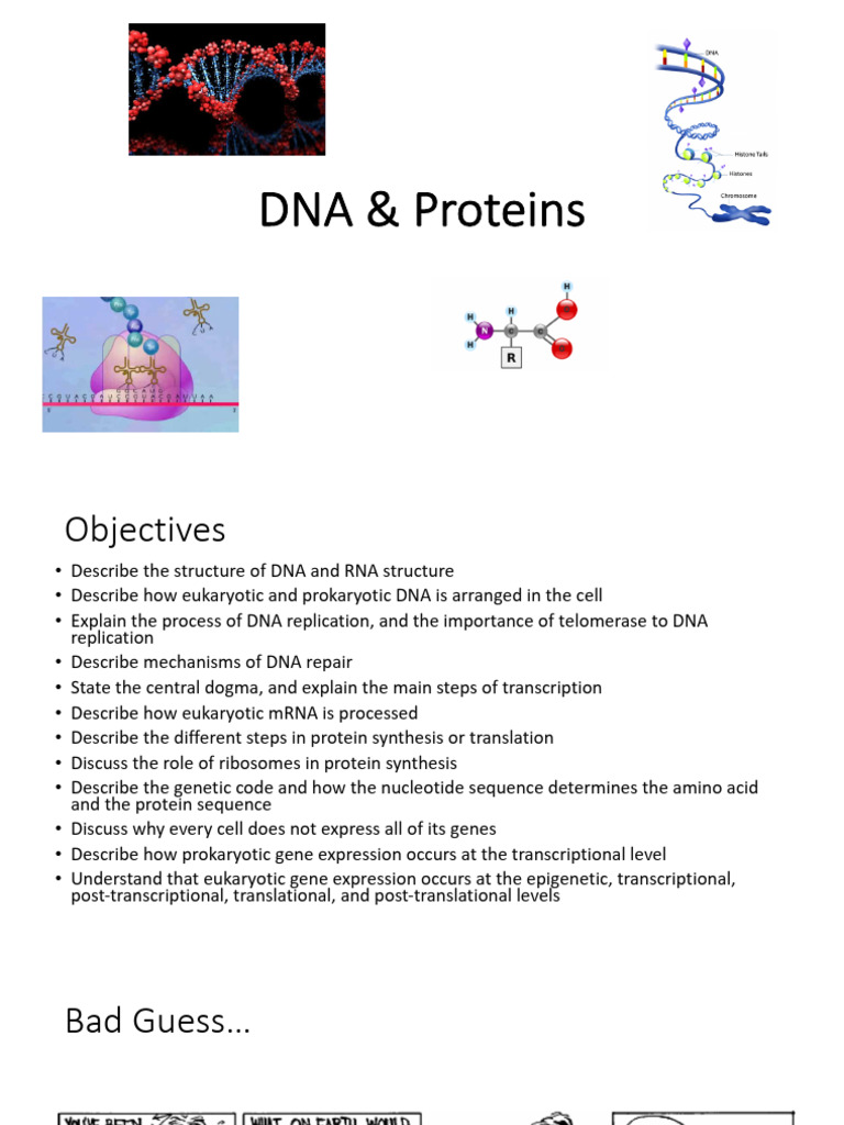Lecture Notes - DNA and Proteins | PDF | Dna Replication | Primer ...