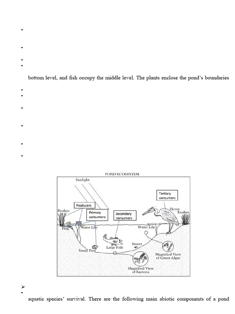Pond Ecosystem Eng | PDF | Aquatic Ecosystem | Pond
