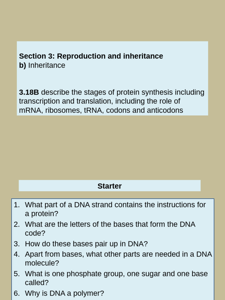 Protein Synthesis Basics | PDF | Translation (Biology) | Messenger Rna