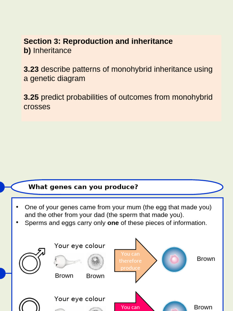 4 Monohybrid Cross | PDF | Genotype | Biology