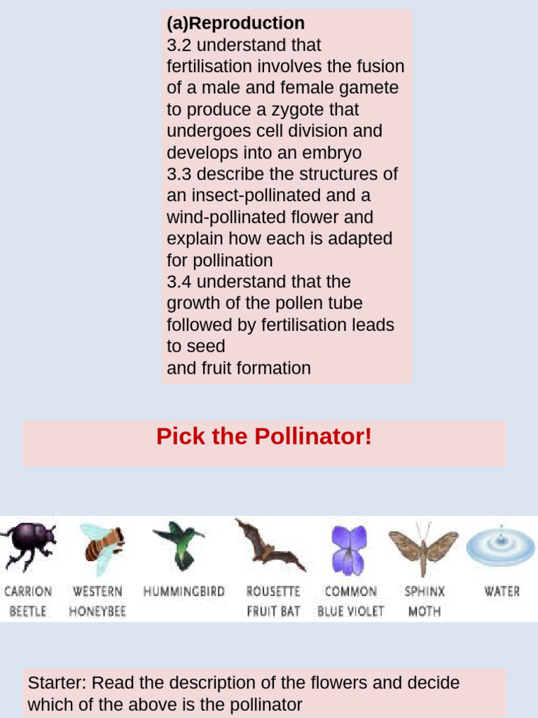 Pollination and Fertilization Explained | PDF