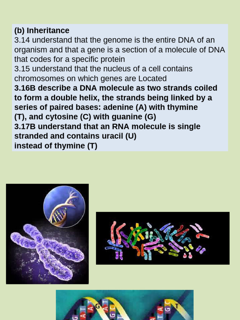 ppt 1 structure DNA | PDF