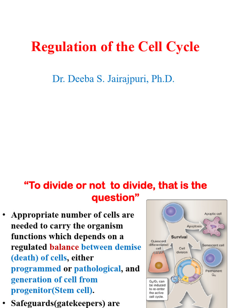Cell Cycle Regulation and Tumor Suppressors | PDF | Cell Cycle | P53