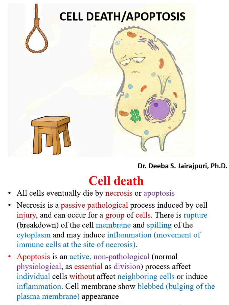 Understanding Cell Death: Apoptosis vs. Necrosis | PDF | Apoptosis ...