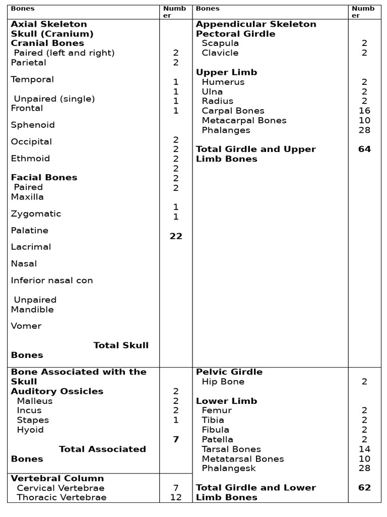 Bones | PDF | Skull | Human Anatomy