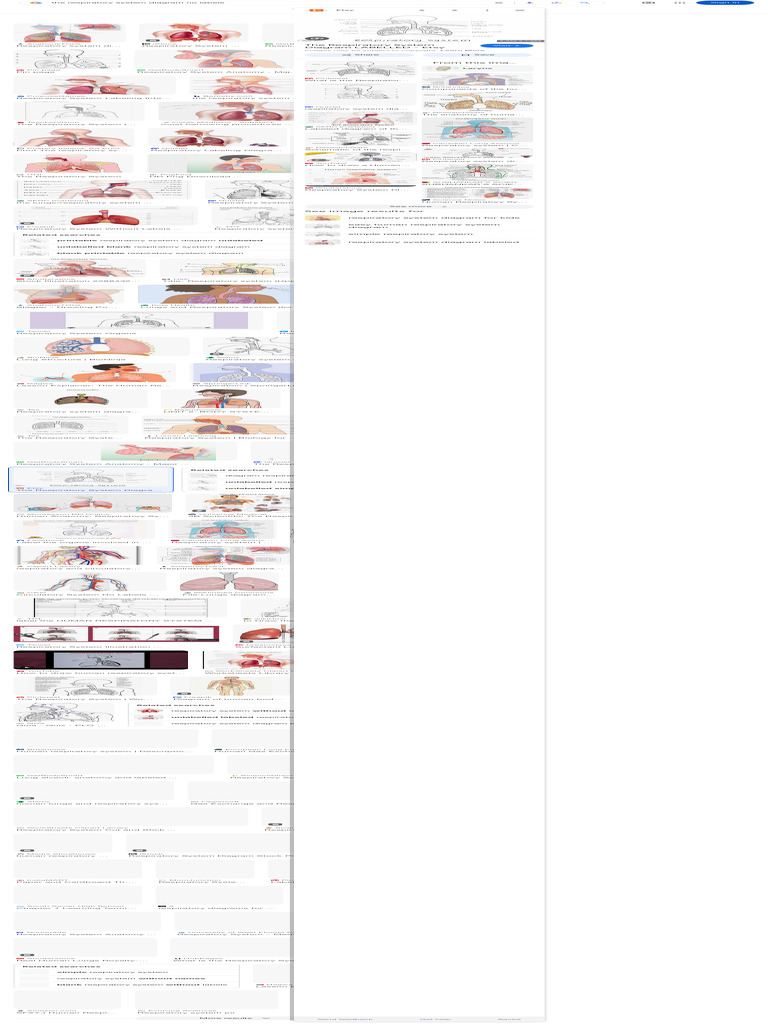Unlabeled Respiratory System Diagram | PDF | Respiratory System ...