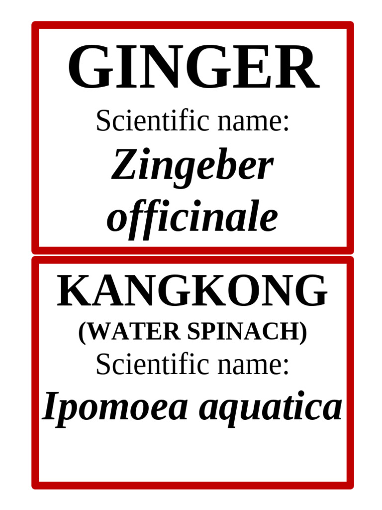 Template | PDF