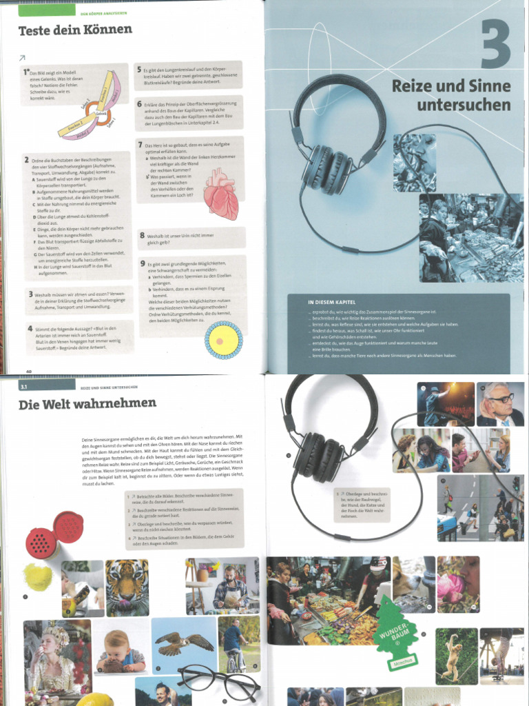 NT7 - GB - K3 - Reize Und Sinne Untersuchen | PDF