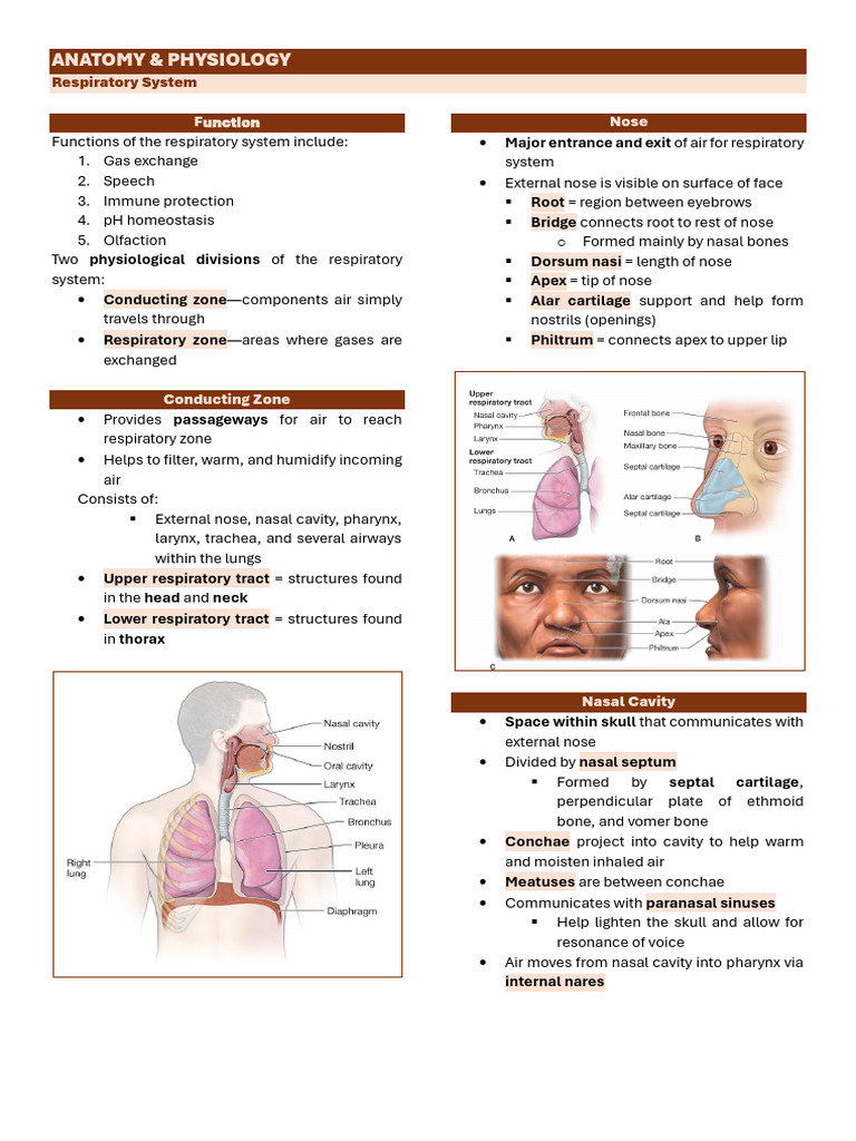 12-Respiratory-system-reviewer | PDF | Human Nose | Lung