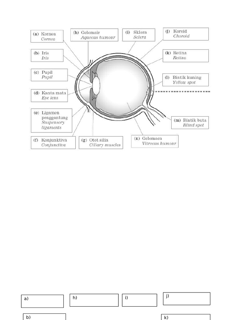 NOTA ORGAN DERIA | PDF