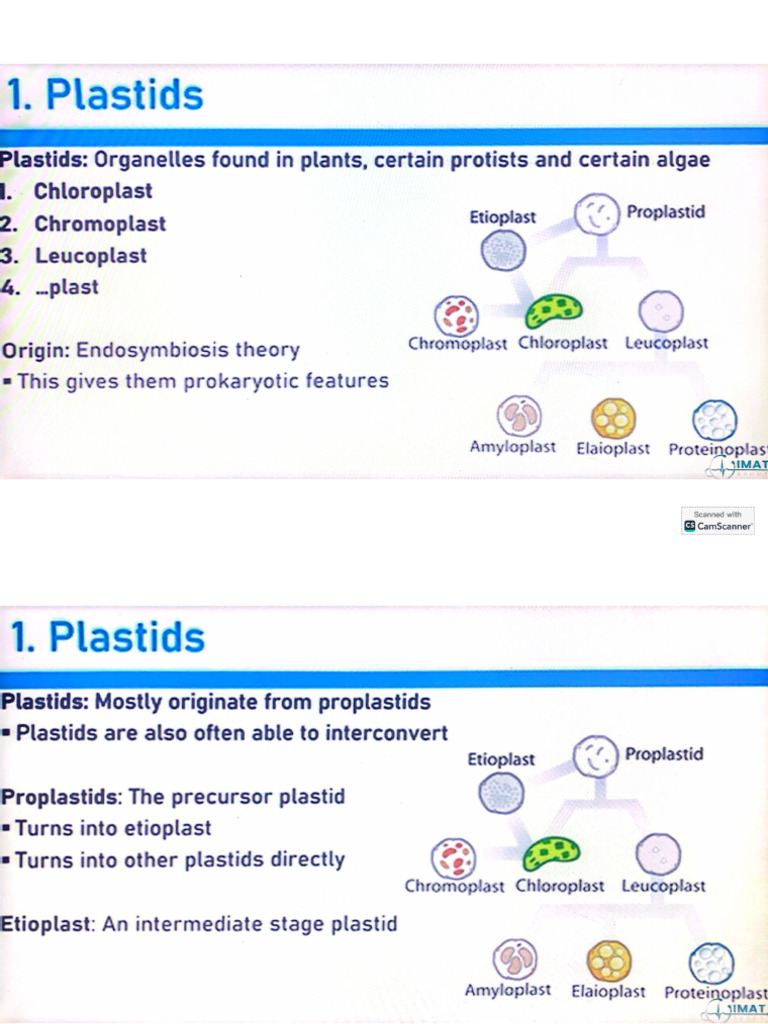 Chloroplast, Leucoplast and Chromoplast | PDF