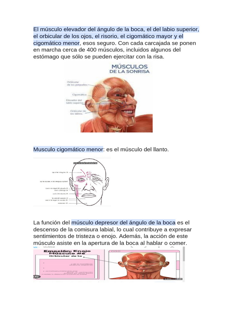 Musculos (Risa, Llanto y Enojo) | PDF