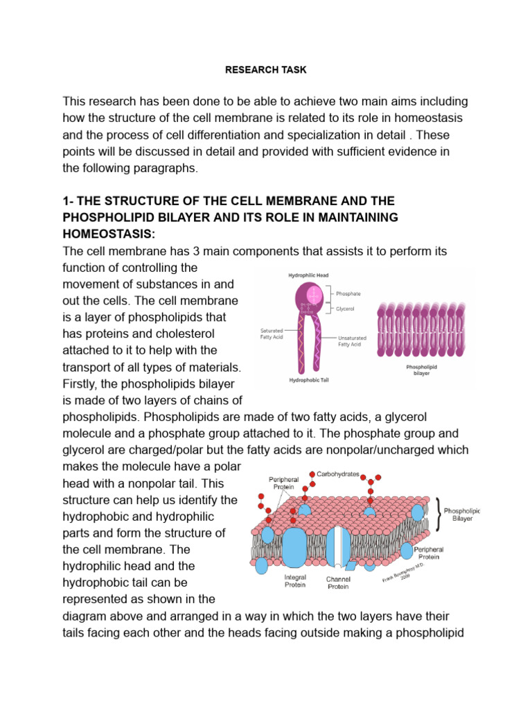 RESEARCH TASK | PDF | Cellular Differentiation | Cell Membrane
